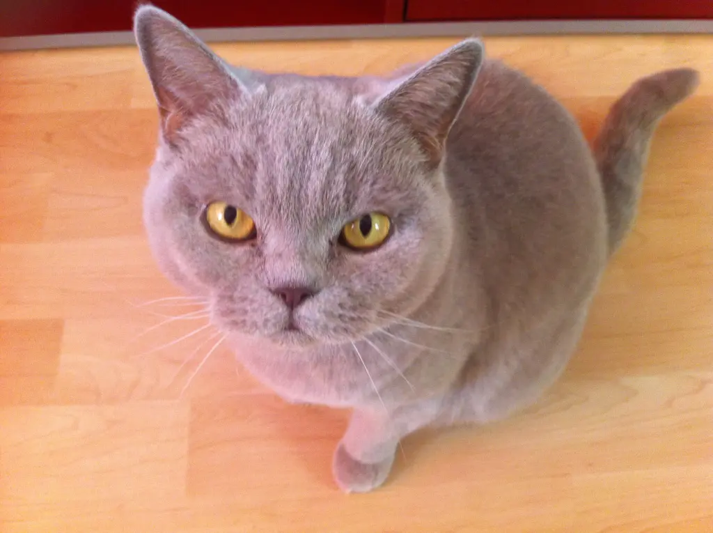 Catty (*22.12.2003 - ︎12.06.2018) - ROSENGARTEN-Sterne