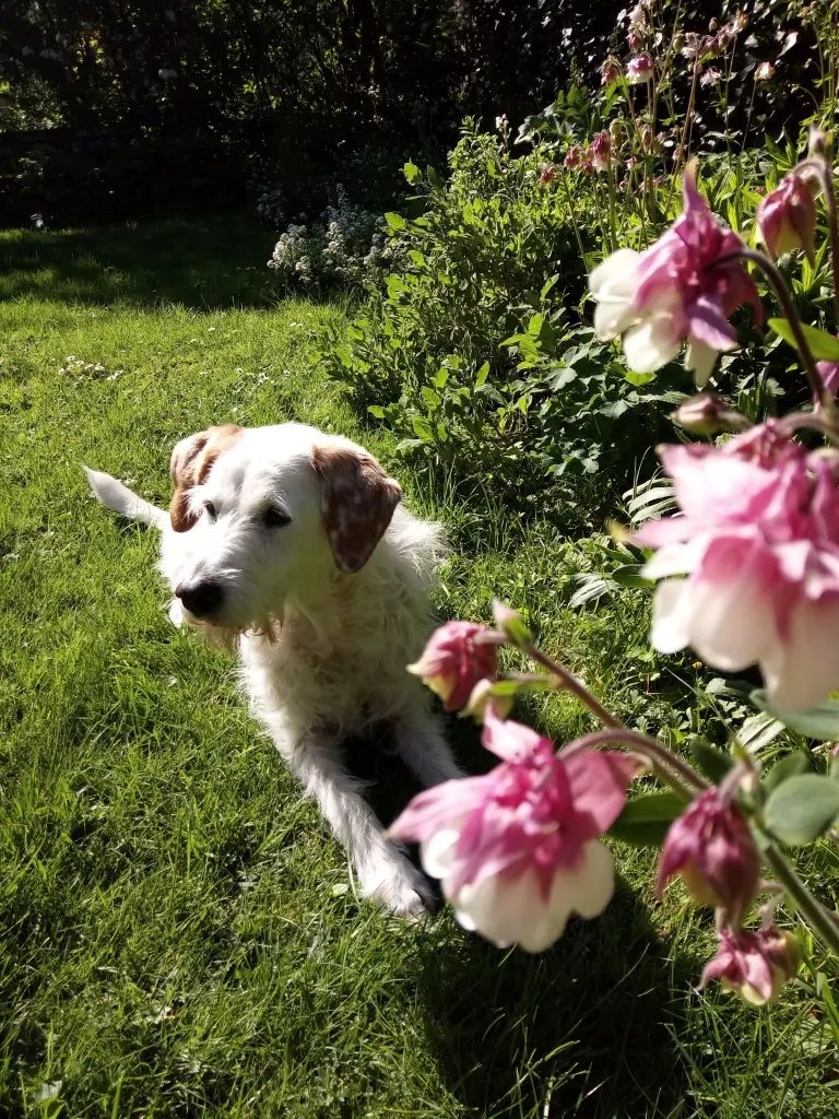 Lilly (*01.09.2005 - ︎04.08.2018) - ROSENGARTEN-Sterne