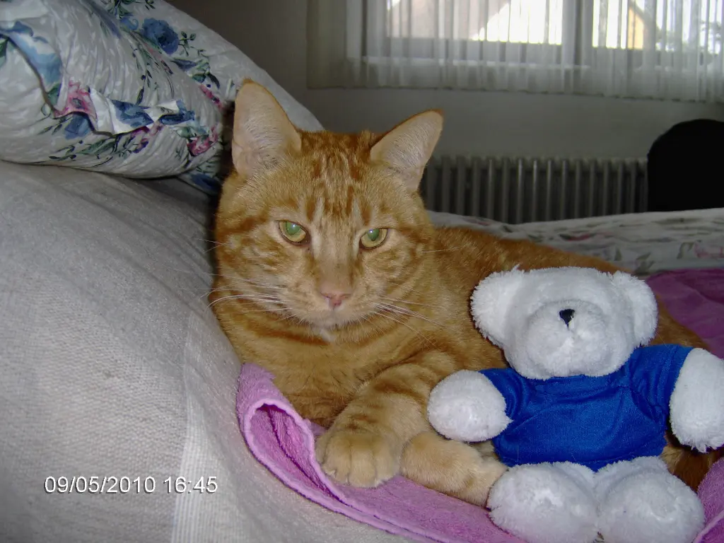 Gilbert (*2005 - ︎11.12.2018) - ROSENGARTEN-Sterne