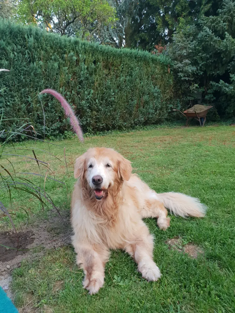 Mira (*04.06.2002 - ︎21.01.2019) - ROSENGARTEN-Sterne