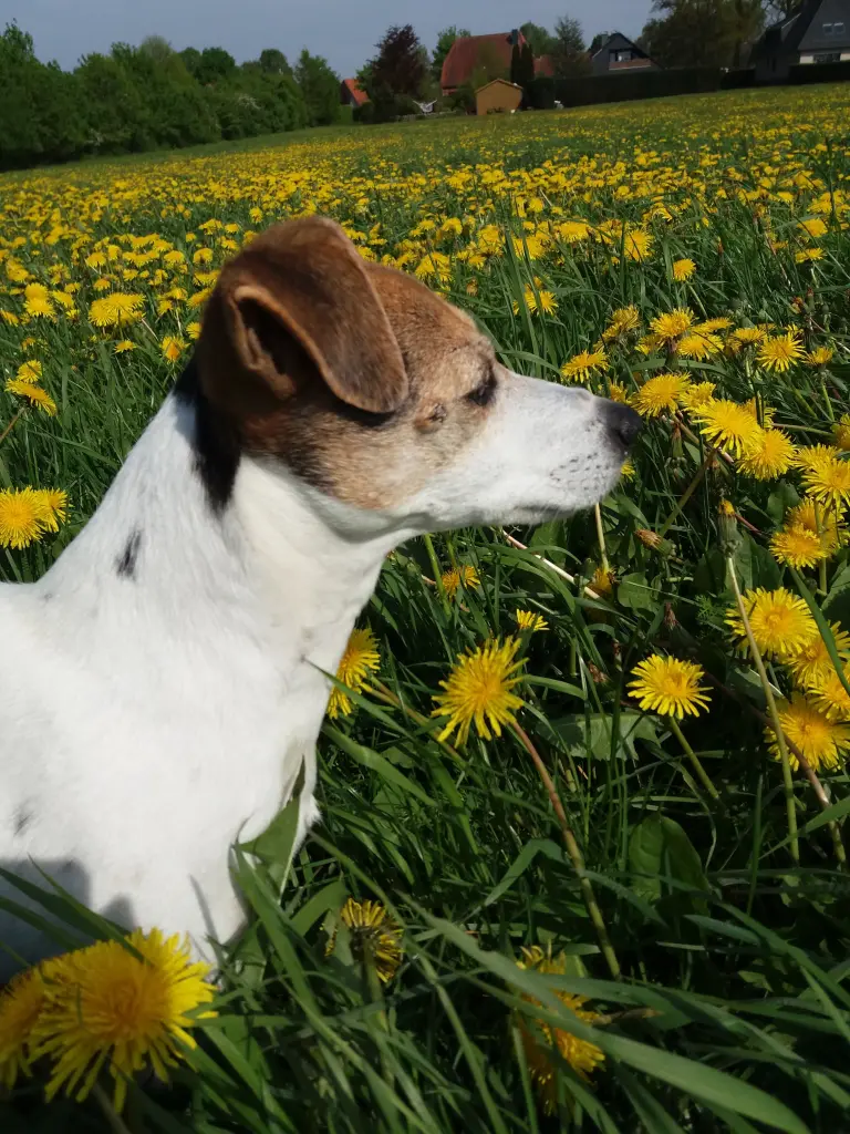 Sammy (*14.06.2005 - ︎14.02.2019) - ROSENGARTEN-Sterne