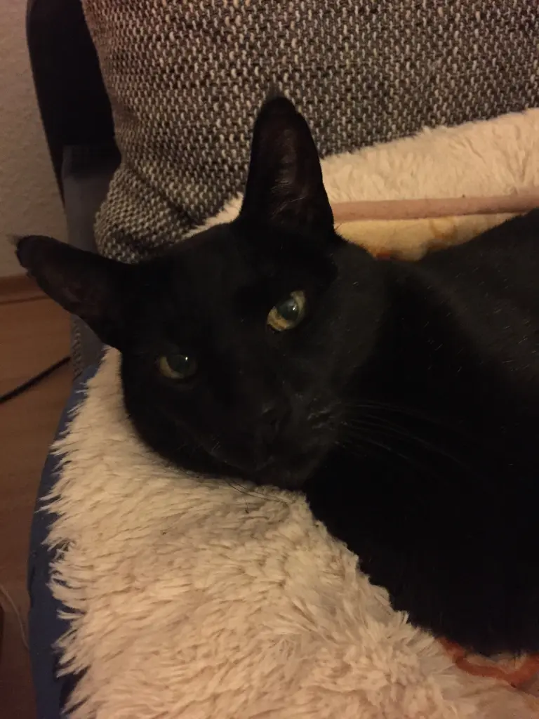Felix (*25.05.2001 - ︎01.03.2019) - ROSENGARTEN-Sterne