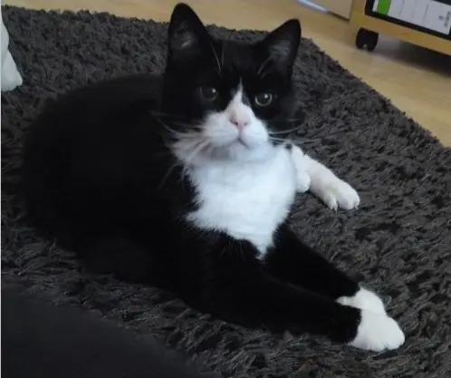 Merlin - ROSENGARTEN-Sterne