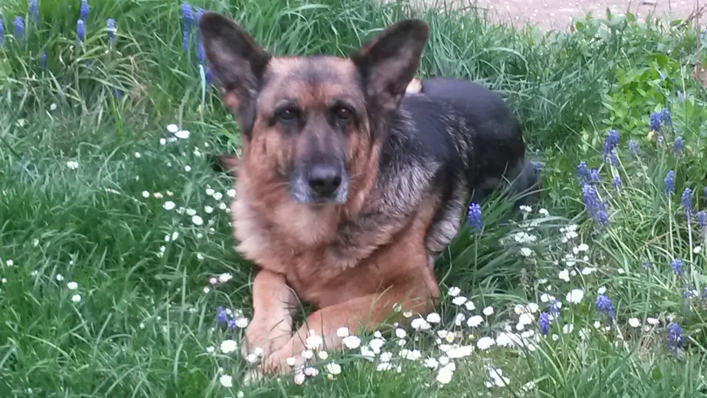 Rexina (*01.10.2007 - ︎03.04.2019) - ROSENGARTEN-Sterne