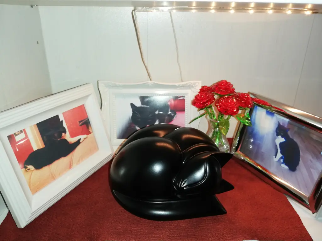 Micky (*01.01.2001 - ︎02.04.2019) - ROSENGARTEN-Sterne