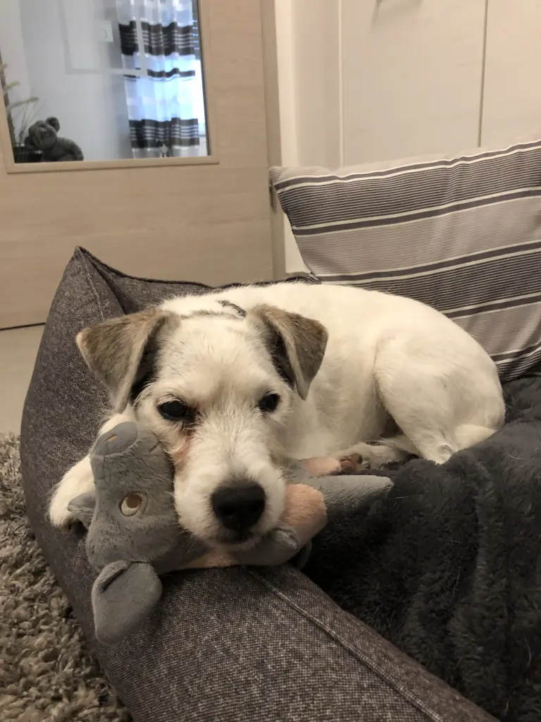 Nancy (*19.09.2003 - ︎08.04.2019) - ROSENGARTEN-Sterne