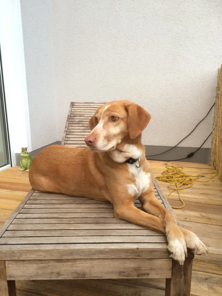 Luca (*15.07.2006 - ︎30.04.2019) - ROSENGARTEN-Sterne