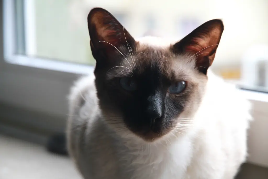 Joseph (*01.11.2009 - ︎08.05.2019) - ROSENGARTEN-Sterne