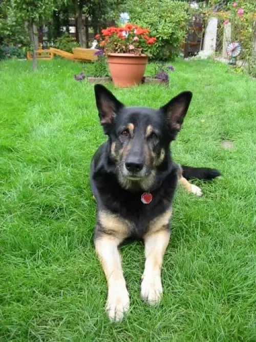 Alexa - ROSENGARTEN-Sterne