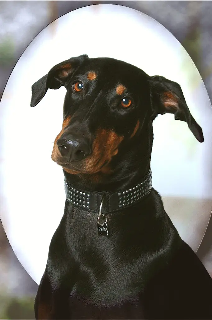 Paula (*04.01.2007 - ︎27.05.2019) - ROSENGARTEN-Sterne