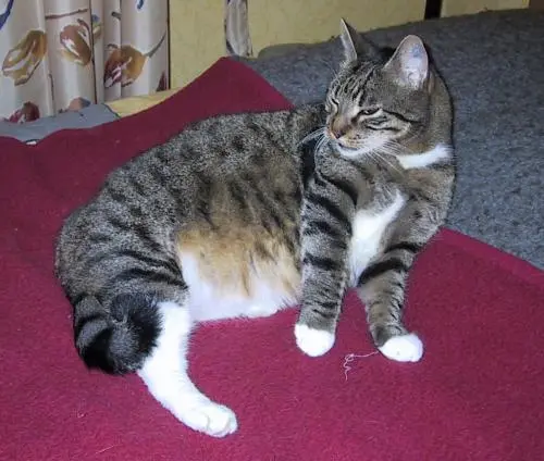 Teddy - ROSENGARTEN-Sterne